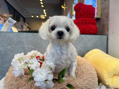 말티즈 모닥이 포메라니안키우는방법 말티즈키우는방법 말티푸키우는방법 푸들키우는방법 먼치킨키우는방법 랙돌키우는방법 브리티쉬숏헤어키우는방법 스코티쉬폴드키우는방법 러시안블루키우는