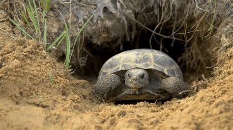 Rescuing Floridas Oldest Homebuilders The Gopher Tortoise Defenders