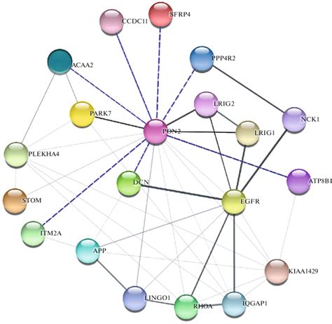 Pon2 Interactome High Confidence Interactions Are Marked By Bold