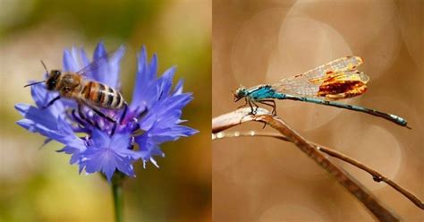 Insectall Insects Will Be Extinct Within 100 Years Due To Heavy Use