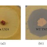 Antibacterial Activities In Solid Media Against M Luteus Of The