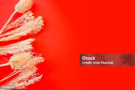 붉은 배경에 오렌지색 말린 꽃을 평평하게 놓았다 리옹 복사 공간 텍스트를 위한 위치입니다 자연 자연 천연 화장품 건강한 식생활 0명에 대한 스톡 사진 및 기타 이미지