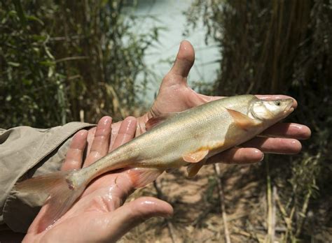 Humpback Chub Grand Canyons Ancient Fish Downlisted To Threatened