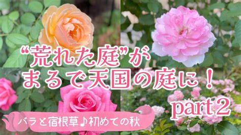 バラと宿根草の庭づくりたった1年で雑草だらけの庭が天国にガーデニング満開の薔薇 YouTube