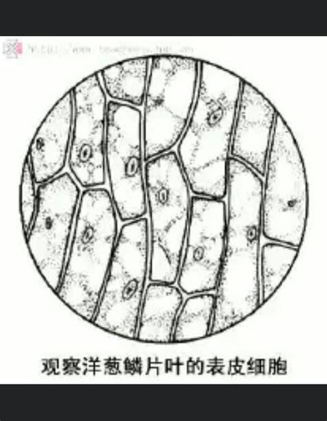 洋葱细胞显微镜手绘图胞间连丝手绘图 伤感说说吧