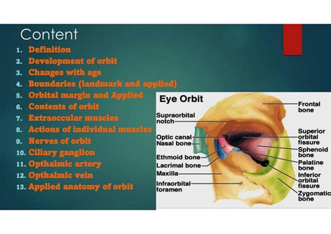 Solution Orbit Anatomy Eye Studypool Solution Orbit Anatomy Eye Studypool