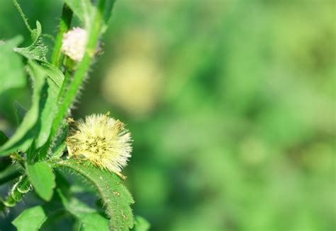 Premium Photo Tree Leaves Bokeh For Nature Background