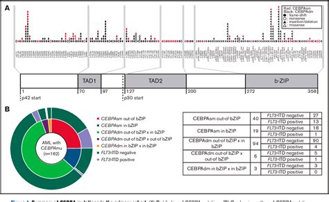 Pdf Prognostic Impact Of Cebpa Bzip Domain Mutation In Acute Myeloid