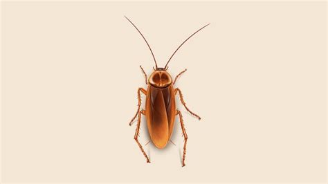 Cockroach Facts How To Get Rid Of Roaches Orkin