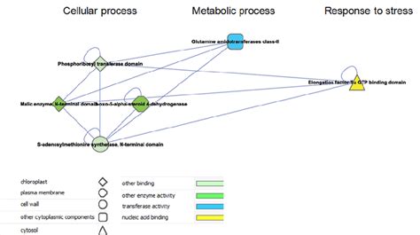 Cluster Analysis With MCODE Of Predicted Coffee Interactome Cluster 5 Download Scientific