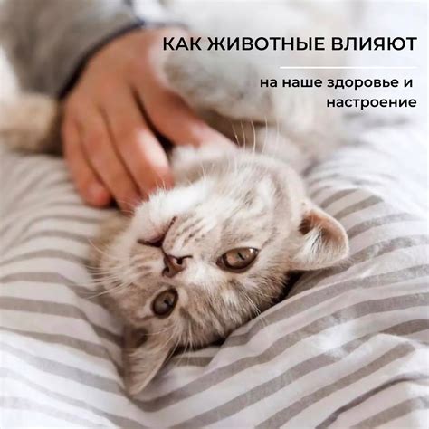 Как животные влияют на наше здоровье и настроение Альфамед
