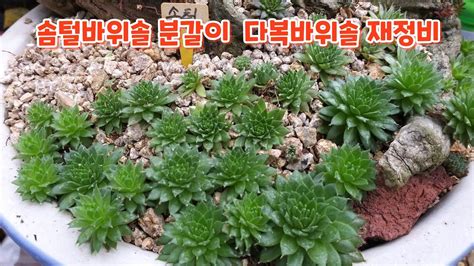 솜털바위솔 분갈이 다복바위솔 재정비 Youtube