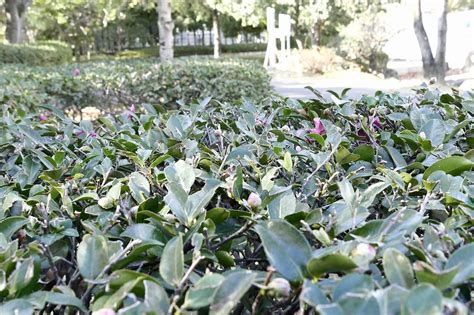 山茶花の咲く小径も ヤマセンの気まま日記