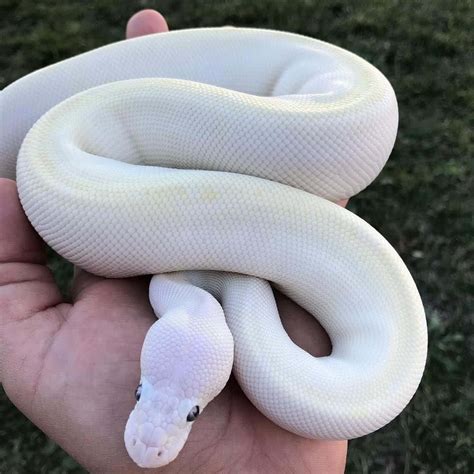 100 Cute Snake Pictures