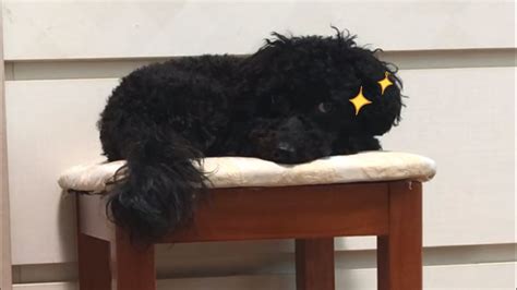 눈치도 살피는 댕똑똑한 강아지👀 Youtube