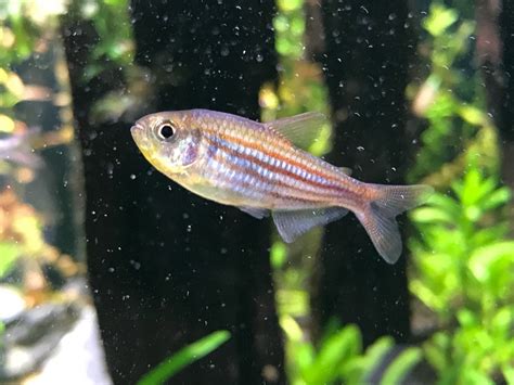 艾玛灯 （hyphessobrycon Hexastichos）灯鱼饲养资料，图片 养鱼帮