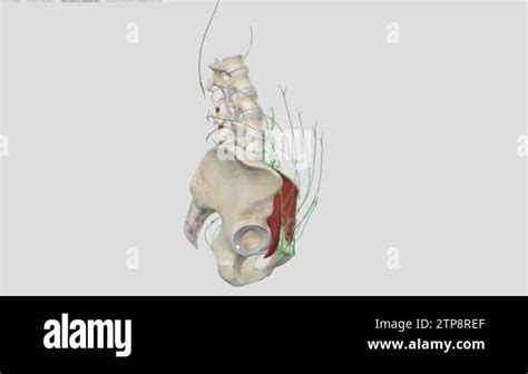 Abdominal Lymphatic System Stock Videos And Footage Hd And 4k Video