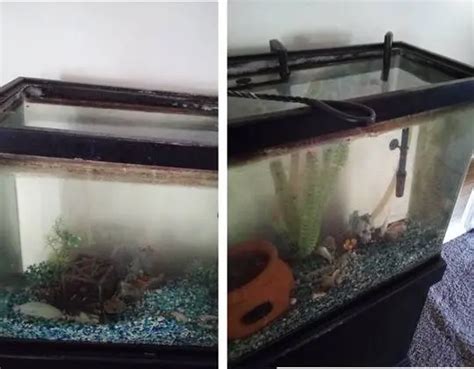 My Dad Doesnt Clean His Tank As Much As He Should If At All This Poor