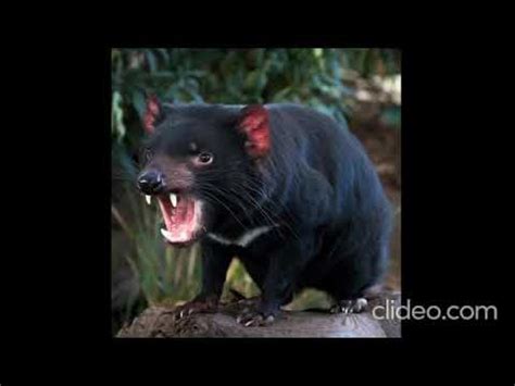 Tasmanian Devil Sound Youtube