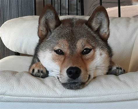 Femelle Shiba Inu Sésame
