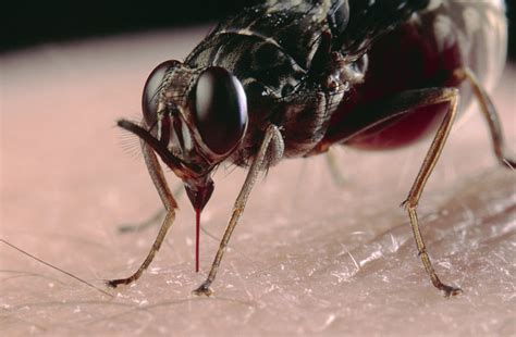 Meet The Planets Vampire Bugs Which Spend Every Waking Moment