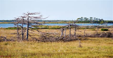 자연 툰드라 햇빛 노란 잔디와 마른 나무 푸른 물 호수와 하늘에 늪 0명에 대한 스톡 사진 및 기타 이미지 0명 가을 강 Istock