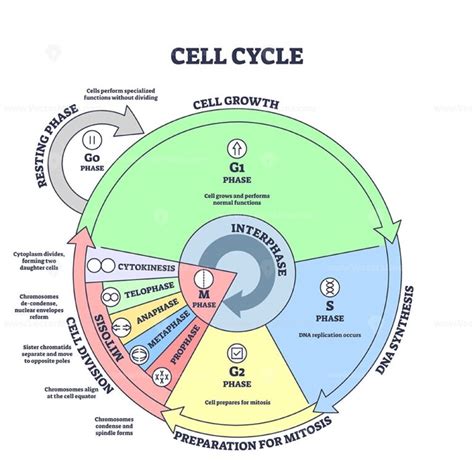 Cell Cycle Growth Mitosis Synthesis And Division Stages Outline Diagram Vectormine