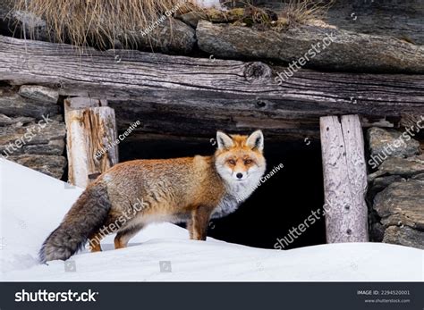 Bushy Tail Fox