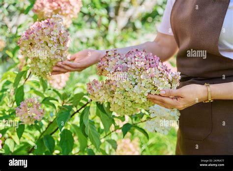Branches With Blooming Panicled Hydrangea Womans Hands Touching