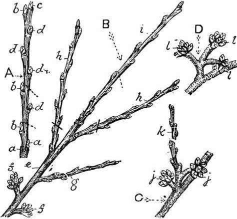 How To Prune Cherry Trees