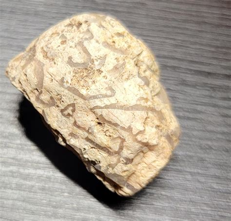 Are These Opalized Fossils R Fossilid