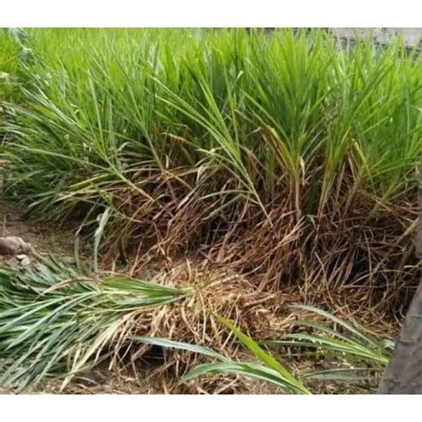 Jual Rumput Odot 1 Kg Shopee Indonesia