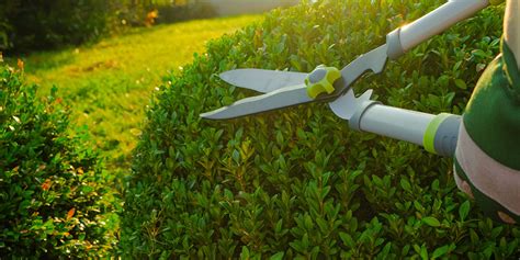 The Tree Professional Pruning Shrubs In Reno