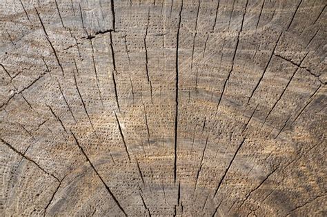 The Textured Surface Of A Log Stock Image Image Of Chest Plant