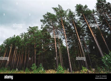 High Pines Under Cloudy Sky Background Of Pine Forest Boundary