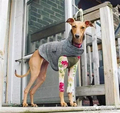 犬種介紹 靈緹犬 每日頭條