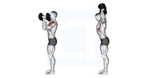 Dumbbell Upright Row Guide Benefits And Form