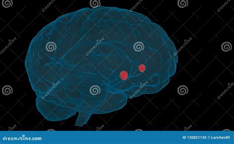 3d Render Of The Amygdaloid Body Medically Illustration Stock Illustration Illustration Of
