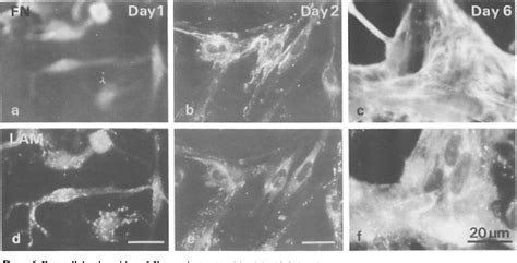 Figure 6 From Diverse Effects Of Fibronectin And Laminin On Phenotypic Properties Of Cultured