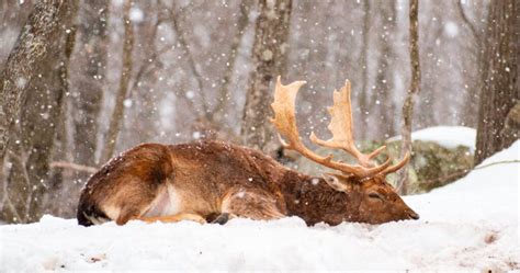 Do Deer Hibernate [answered] World Deer