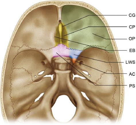 Anterior Skull Base Anatomy What Are The Benefits Of Sacro Occipital