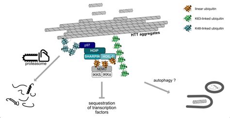 Linear Ubiquitination Of Huntingtin Aggregates Huntingtin Htt