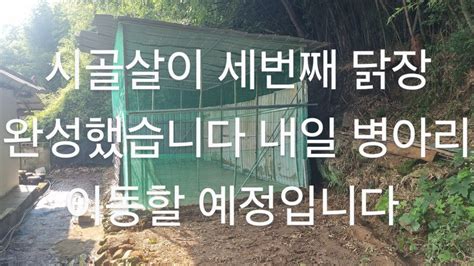 시골살이 토종닭 병아리 🐤 세번째 닭장 완성했습니다 Youtube