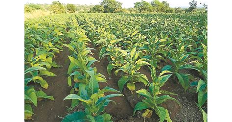 Повече отглеждат тютюн но на по малки площи Български Фермер