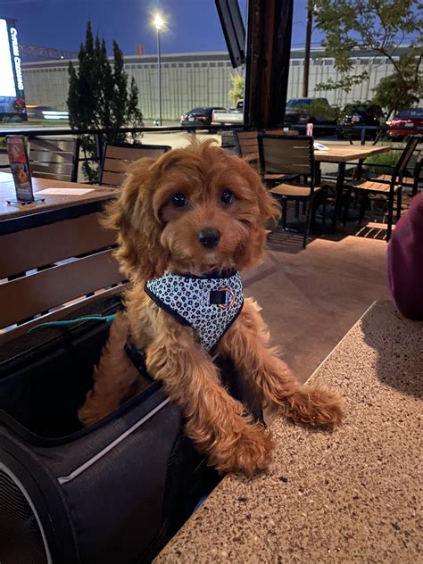 Shes Growing So Fast Rcavapoo