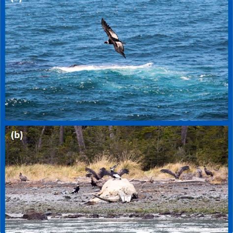 Cetacean Stranding Density Map N Strandings • Year 1 • Km 1 And Download Scientific Diagram