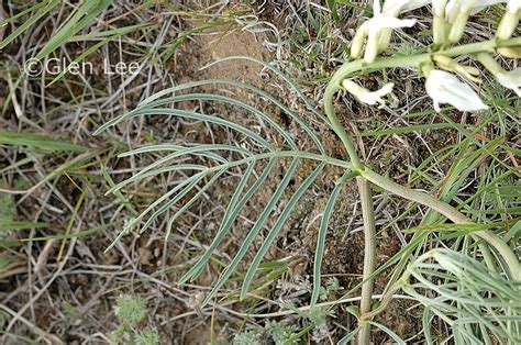 Astragalus Pectinatus Photos Saskatchewan Wildflowers
