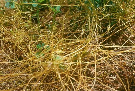 California Dodder Weed Control