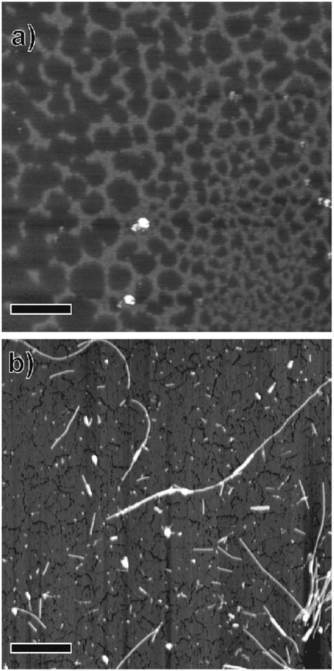 Atomic Force Microscopy Images Of A Salmon Sperm DNA And B Download Scientific Diagram