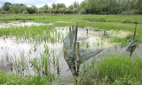 Greater Water Parsnip Sium Latifolium